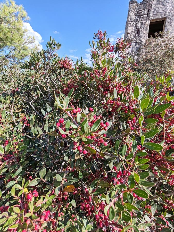 Mastic Tree Pistacia Lentiscus Stock Image - Image of greece, tree ...