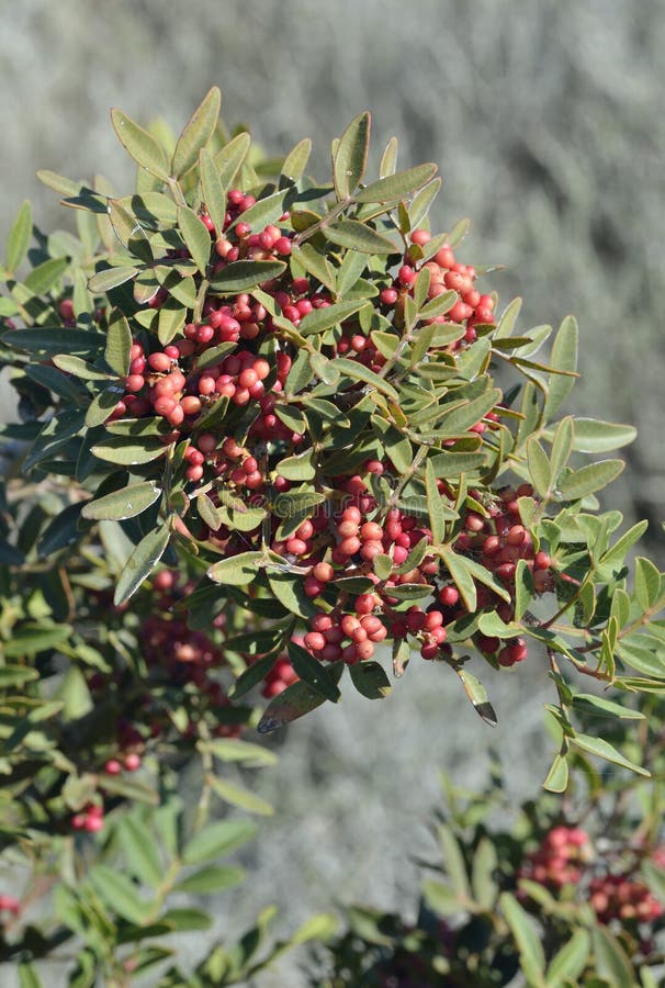 Mastic Tree stock image. Image of portrait, bush, cyprus - 66078887