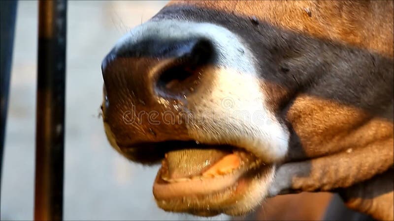Masticación de la vaca almacen de video. Vídeo de dientes - 71647011