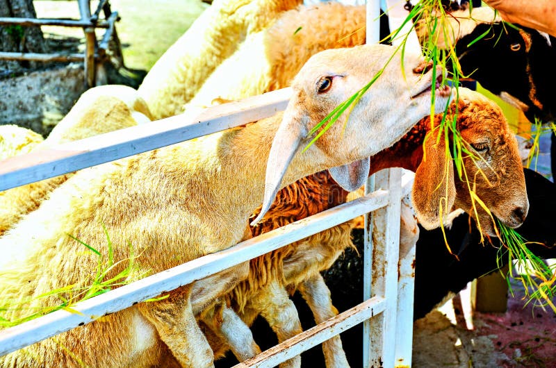 Masticella Di Pecora Sull'erba Fotografia Stock - Immagine di campagna ...