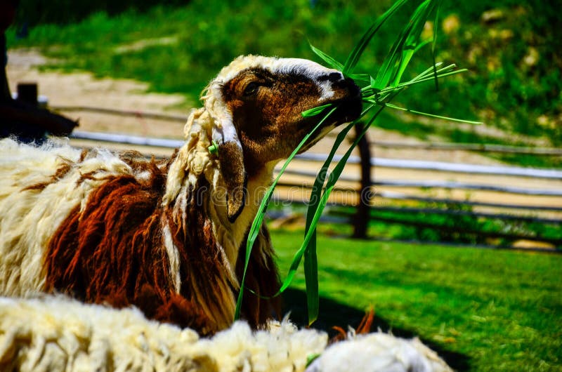 Masticella Di Pecora Sull'erba Fotografia Stock - Immagine di campagna ...