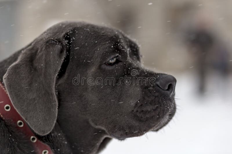 The mastif closeup stock photo. Image of breed, mastif - 106766566