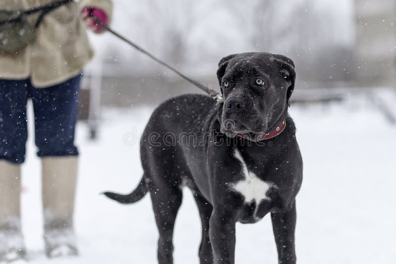 The mastif closeup stock photo. Image of breed, mastif - 106766566