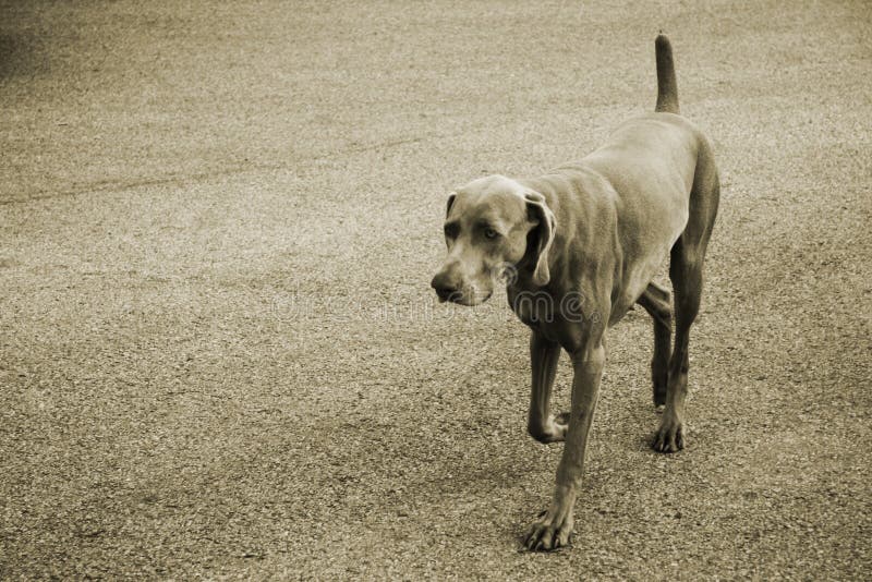 Mastiff stock image. Image of beast, paws, mastiff, muzzle - 20770597