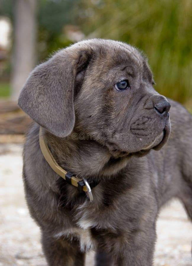 Mastiff d'Italien de chiot photo stock. Image du mastiff - 4553270