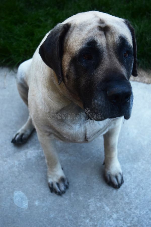 American Mastiff Dog Photo Close Up Stock Photo - Image of domestic ...