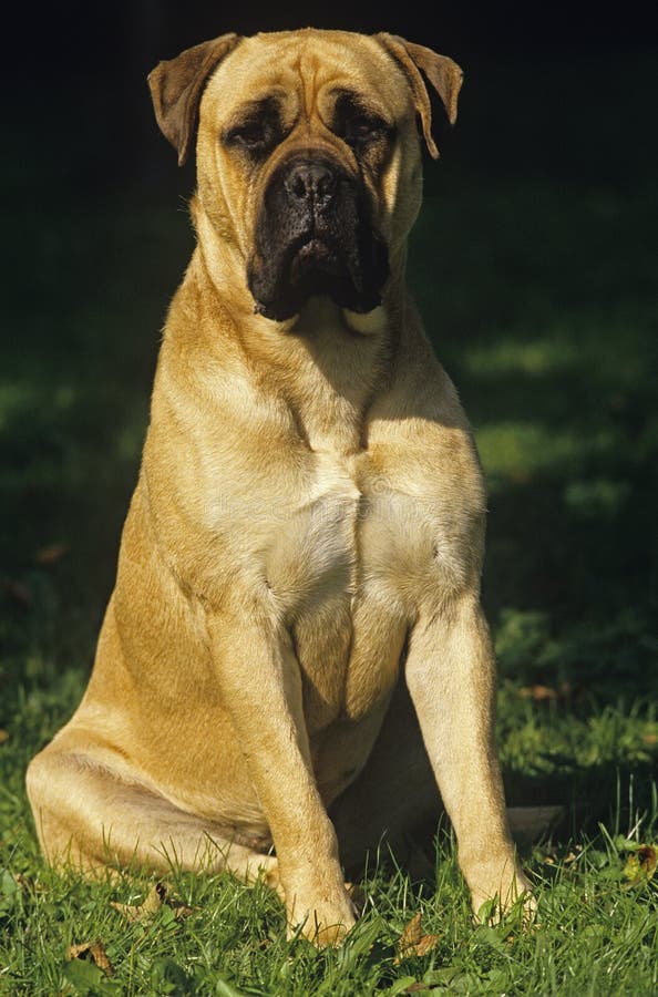 2,679 Mastiff Sitting Photos - Free & Royalty-Free Stock Photos from ...