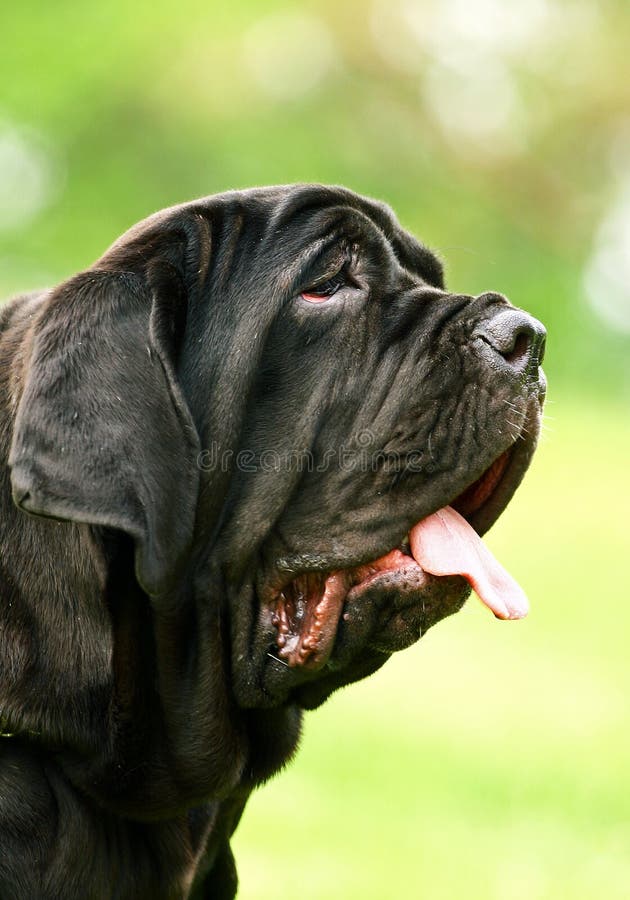 Neapolitan Mastiff stock photo. Image of large, grey, gray - 244542