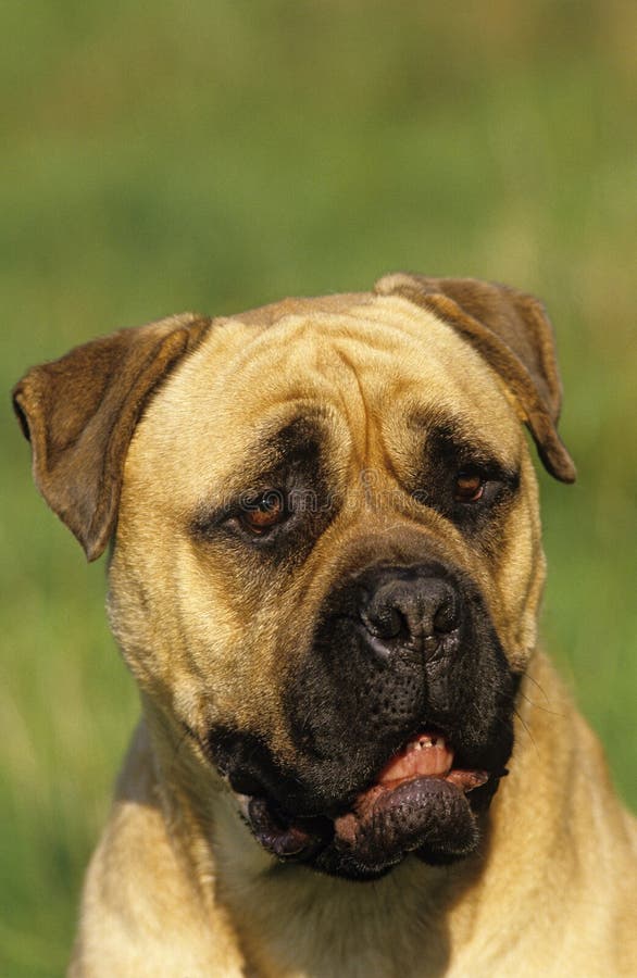 MASTIFF Portrait of Mastiff Dog Pet Stock Image - Image of domestic ...