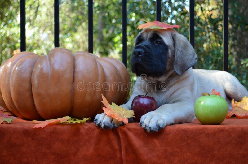Mastiff Puppy Fall Time Pumpkin Stock Photo - Image of leaves ...
