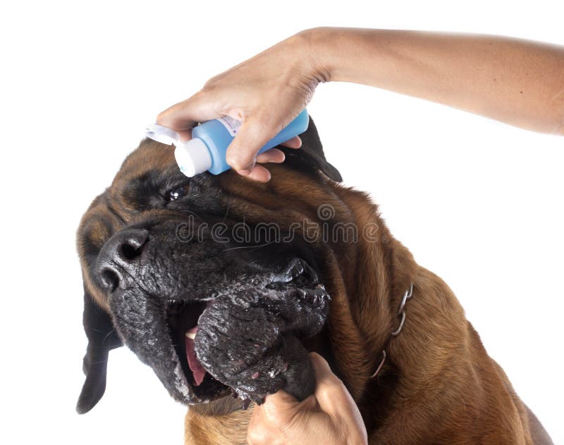 Portrait of bullmastiff stock image. Image of beautiful - 23236717