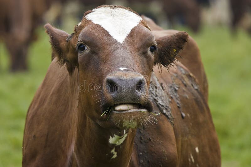 Mastigando a vaca imagem de stock. Imagem de pasto, animais - 10330315