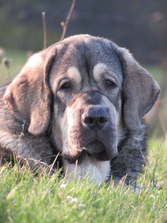 Il Cucciolo Del Mastino Spagnolo Lecca Una Donna Fotografia Stock ...