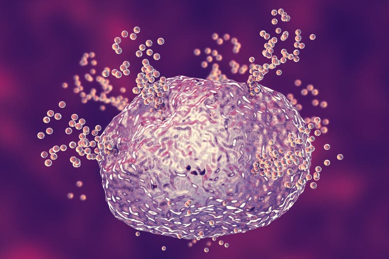 Mastocita O Un Mastocyte, Labrocyte Illustrazione Vettoriale ...