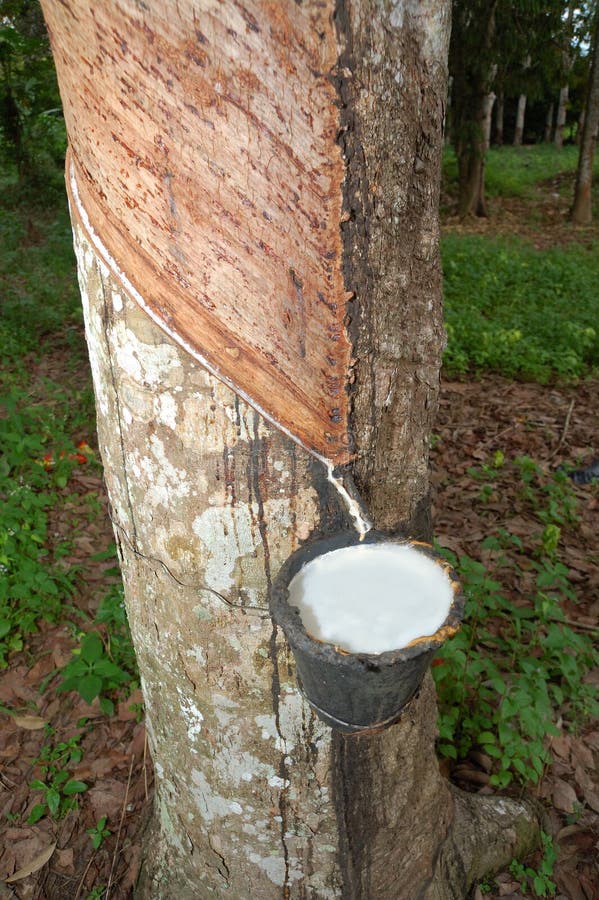 Matéria- prima de borracha imagem de stock. Imagem de agricultura - 2192507