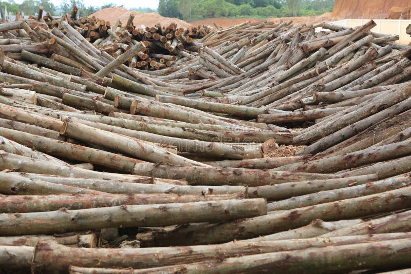 Matéria Prima Do Log Da Madeira Da Acácia Foto de Stock - Imagem de ...