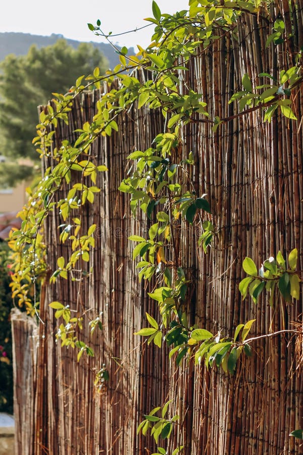 A Mat Fence and Vegetation on it in the Sunlight at Sunset Stock Image ...