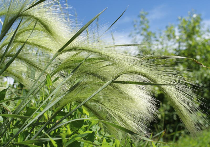 Mat-grass stock photo. Image of light, bright, plant, wispy - 5691252