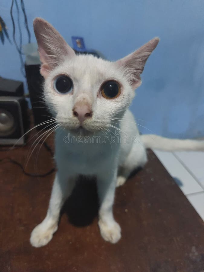 Odd eye cat stock image. Image of tsukoyomi, istimewa - 262415917