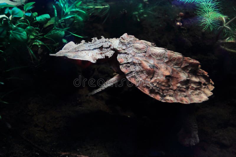 145 Mata Turtle Stock Photos - Free & Royalty-Free Stock Photos from Dreamstime