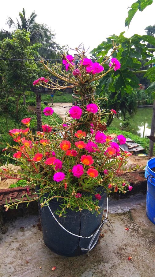 Nota moni flower tree stock photo. Image of flower, tree - 200381312