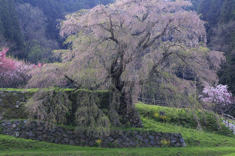 Nar Nara Stock Photos - Free & Royalty-Free Stock Photos from Dreamstime