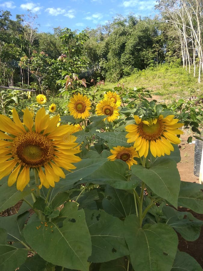 Matahari sun flower stock photo. Image of leaf, wildflower - 274506680