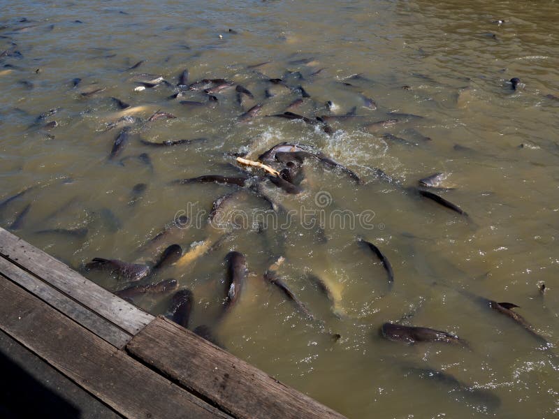 Matande hungrig kattfisk arkivfoto. Bild av havskatt - 81994600
