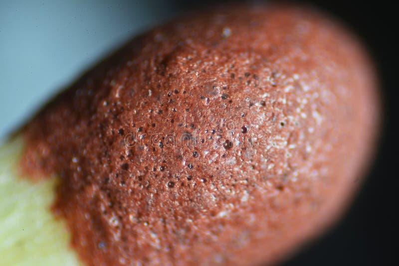 Match head. stock image. Image of match, close, magnification - 84290019