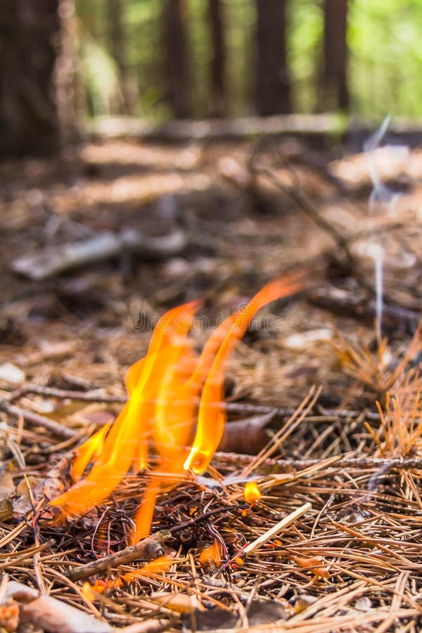 Match Leads To Fire. Fire in the Forest Leads To Fire. Bonfire in the ...