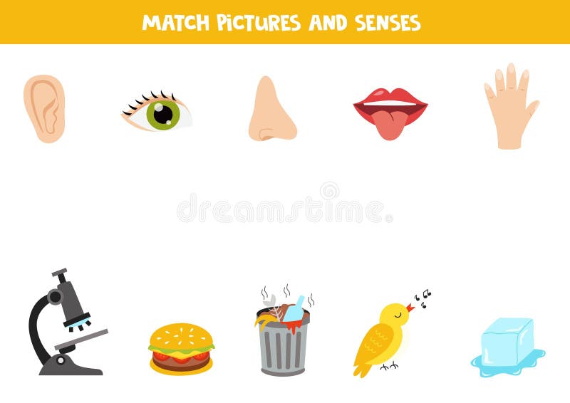 Match Objects and Senses. Five Senses Worksheet. Stock Vector ...