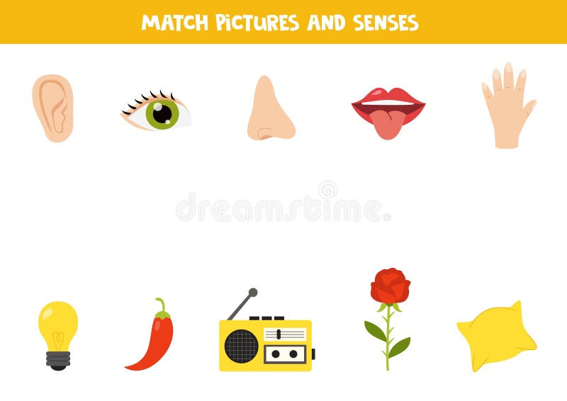 Match Objects and Senses. Five Senses Worksheet. Stock Vector ...