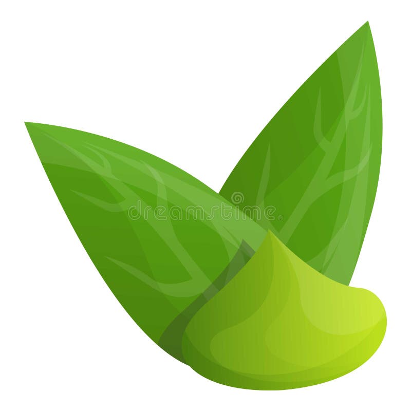 Matcha Leaf Stock Illustrations – 3,164 Matcha Leaf Stock Illustrations ...