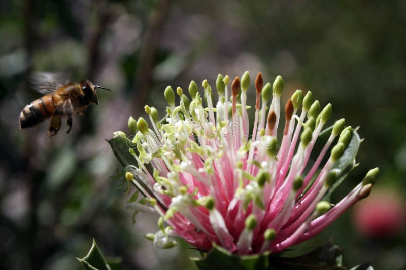 Matchstick Banksia Plus Bee Stock Image - Image of bush, plant: 6640995