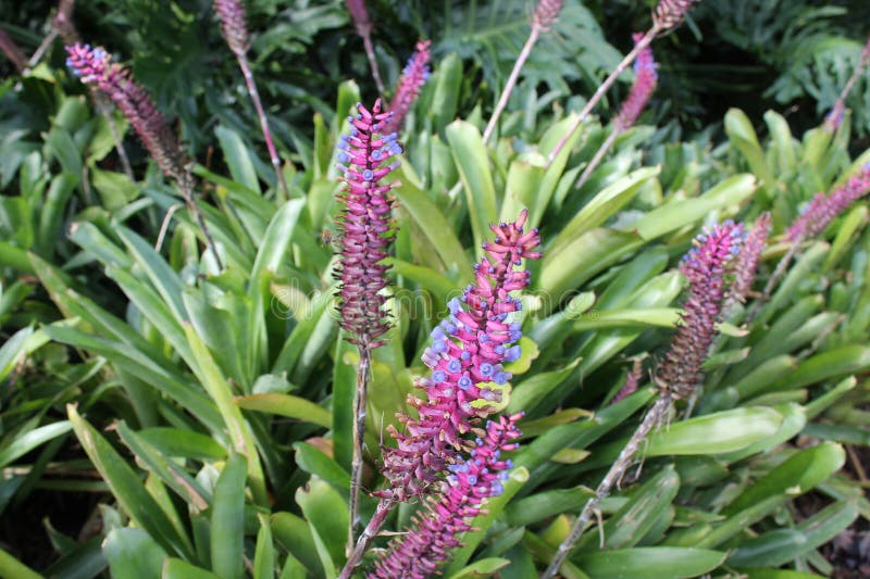 Matchstick Flowering Plant in Bloom Stock Photo - Image of tree, sports ...