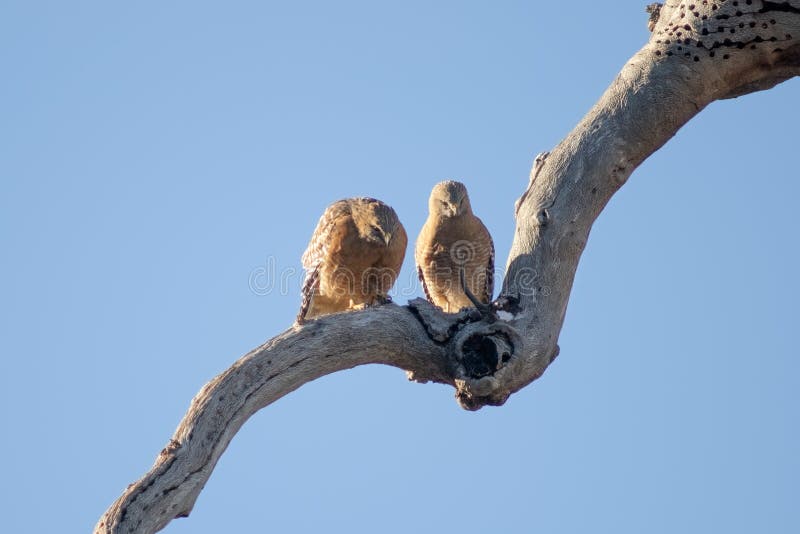 Mated Hawks in Early Spring Stock Photo - Image of breeding, nature ...