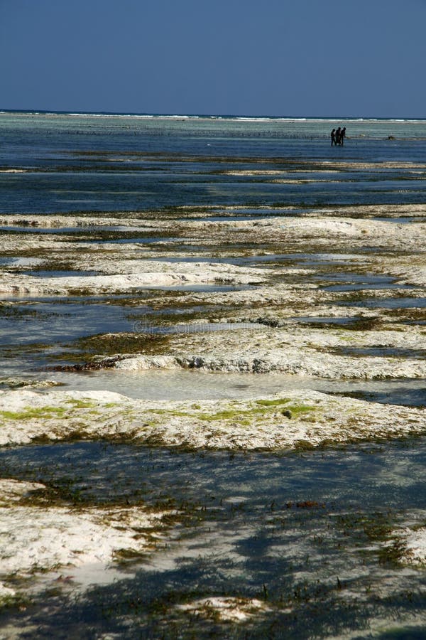 Matemwe Beach, Zanzibar stock photo. Image of african - 26314454