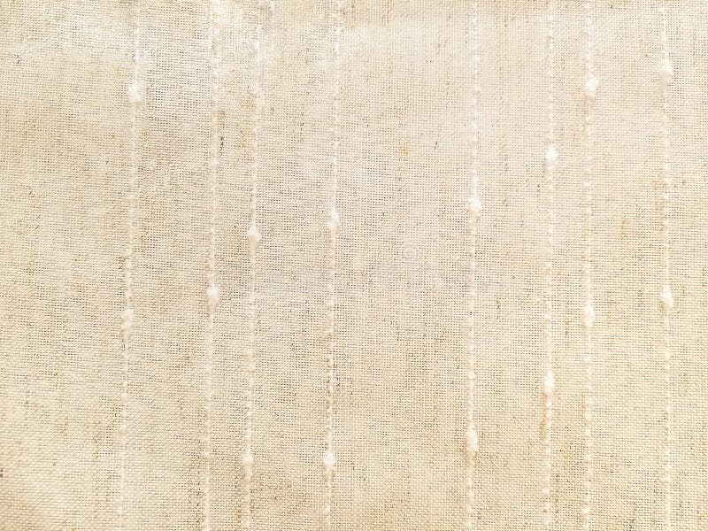 Vacas Color Nata De Charolais Que Pastan Foto de archivo - Imagen de ...