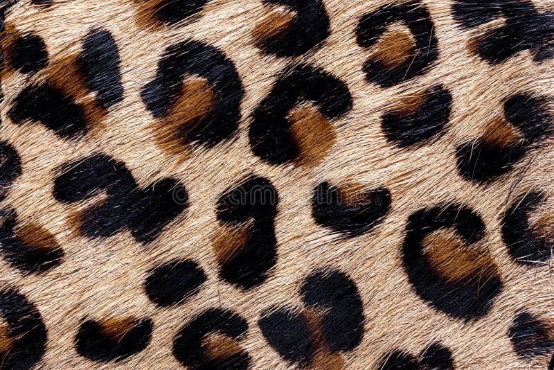 Animal Skin stock image. Image of nature, seamless, background - 20114513