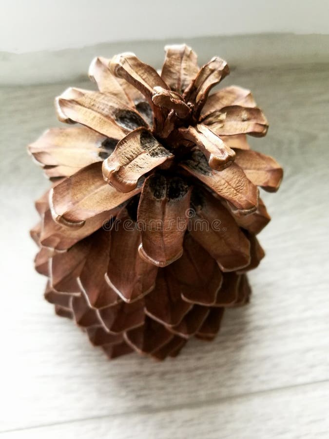 Material, Tree, Pine Family Stock Photo - Image of tree, material ...