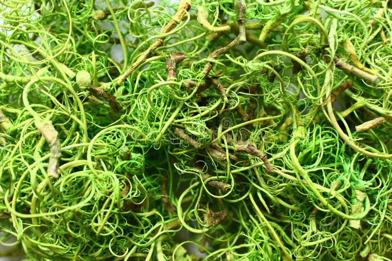 Material Verde Da Decora??o Foto de Stock - Imagem de verde, material ...