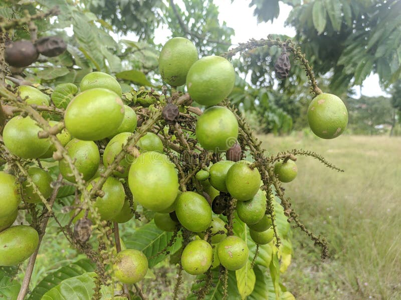 Mathok Fruit Stock Photos - Free & Royalty-Free Stock Photos from ...