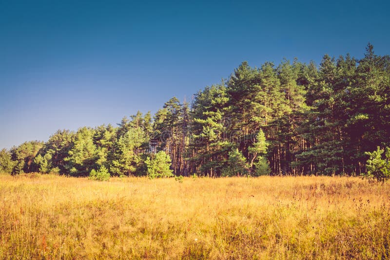 Matin Dans Le Pin Forest Filtered Photo stock - Image du réservation ...