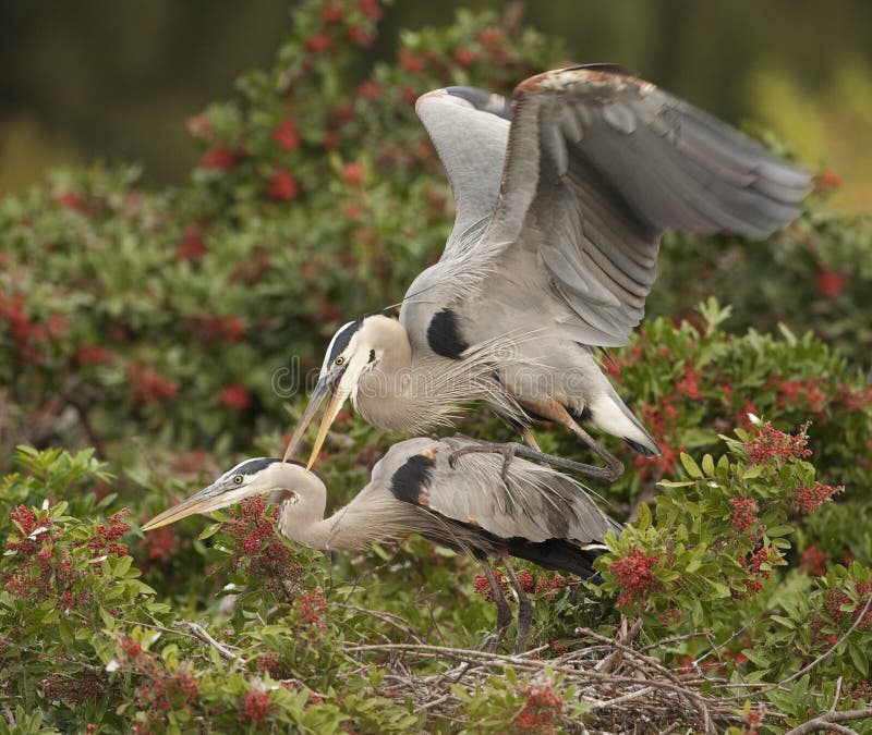 Wild boar mating stock image. Image of breed, nature - 18885969