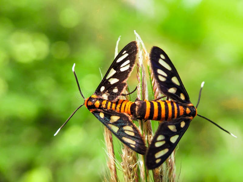 Mating Behavior of Tiger Moth Stock Image - Image of moth, insect ...