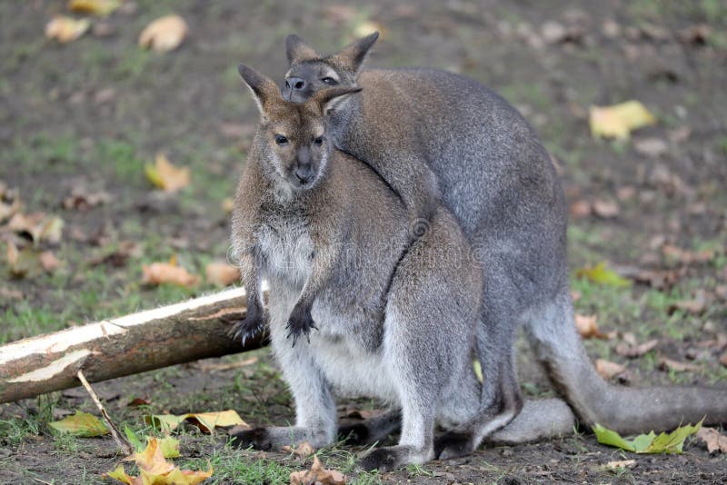 Mating Bennet`s Wallabies stock image. Image of wild - 107930989