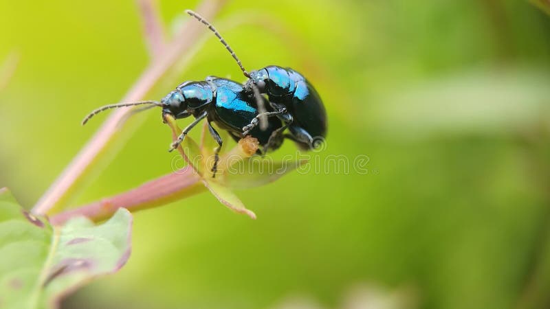 Mating of Blue Milkweed Beetle Insect Stock Image - Image of yellow ...