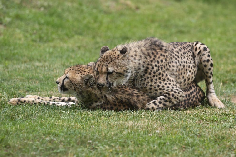 Mating cheetahs stock image. Image of wild, predator - 19960263