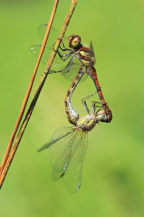 Mating common darters stock photo. Image of wing, insect - 331587978