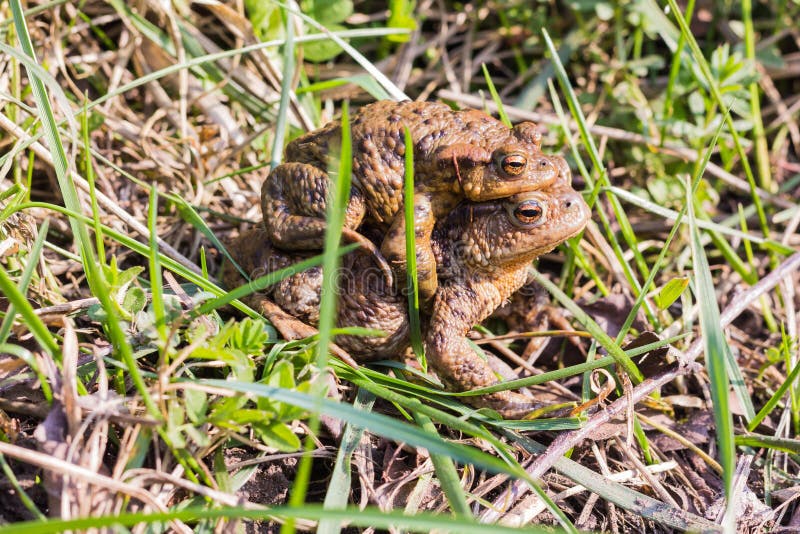Mating Common Toad Couple stock photo. Image of european - 244506850